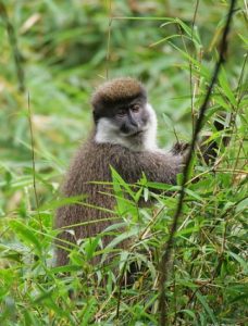 African Bamboo’s initiative to protect Ethiopia’s indigenous Bale ...